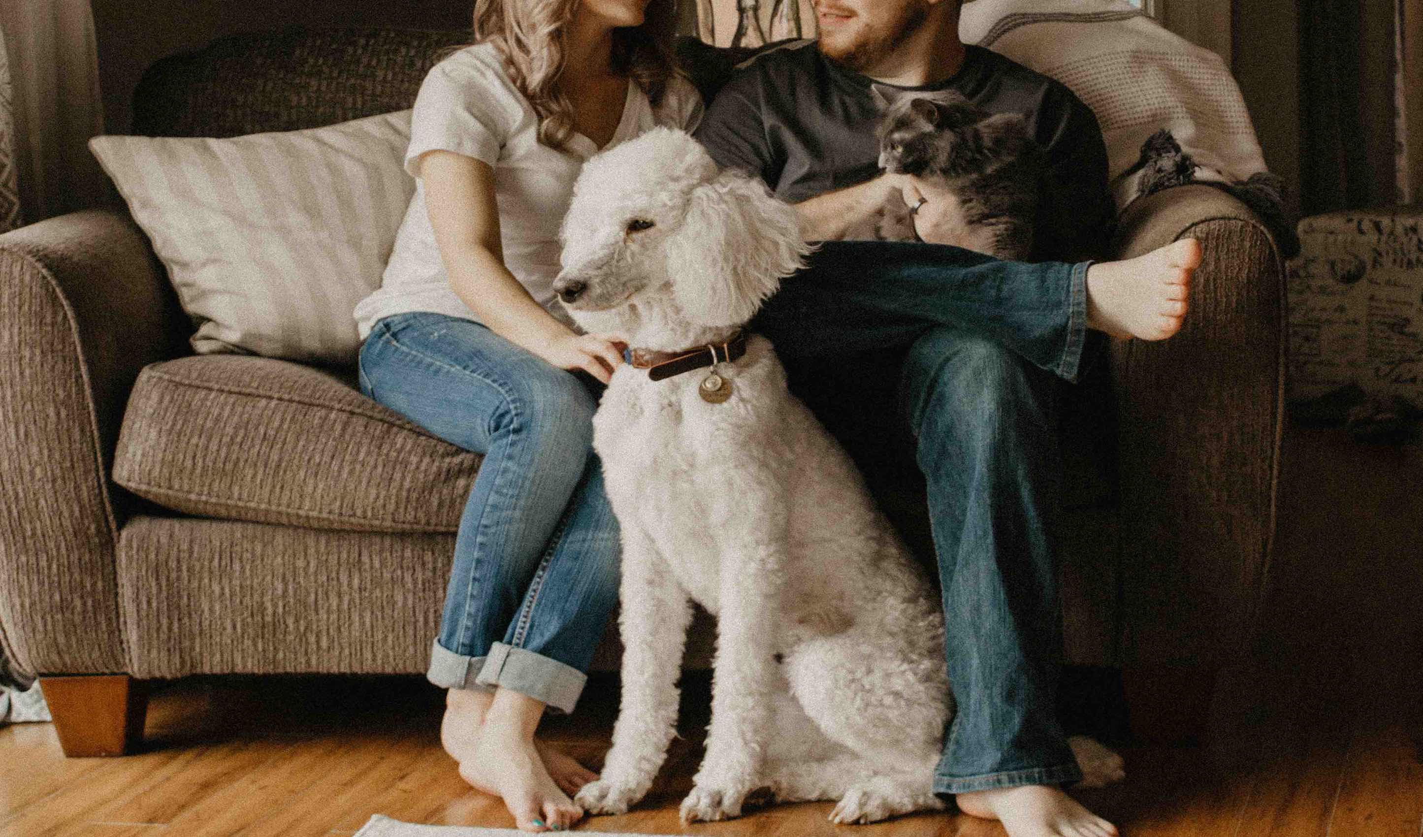 Hund und Katze gemeinsam halten – das gilt es zu beachten - Covomo Magazin Hund und Katze gemeinsam halten – das gilt es zu beachten - Covomo Magazin